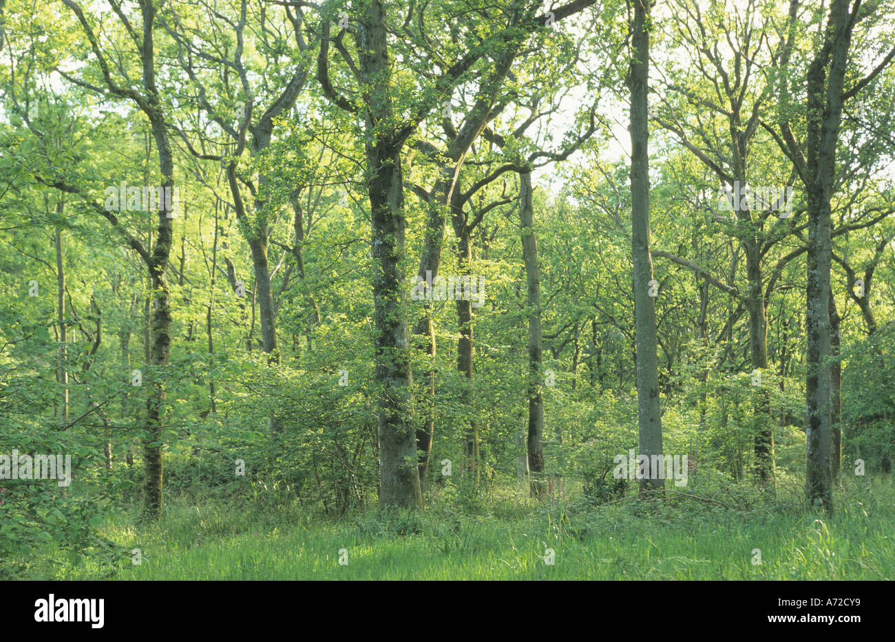 Duncliffe hi-res stock photography and images - Alamy