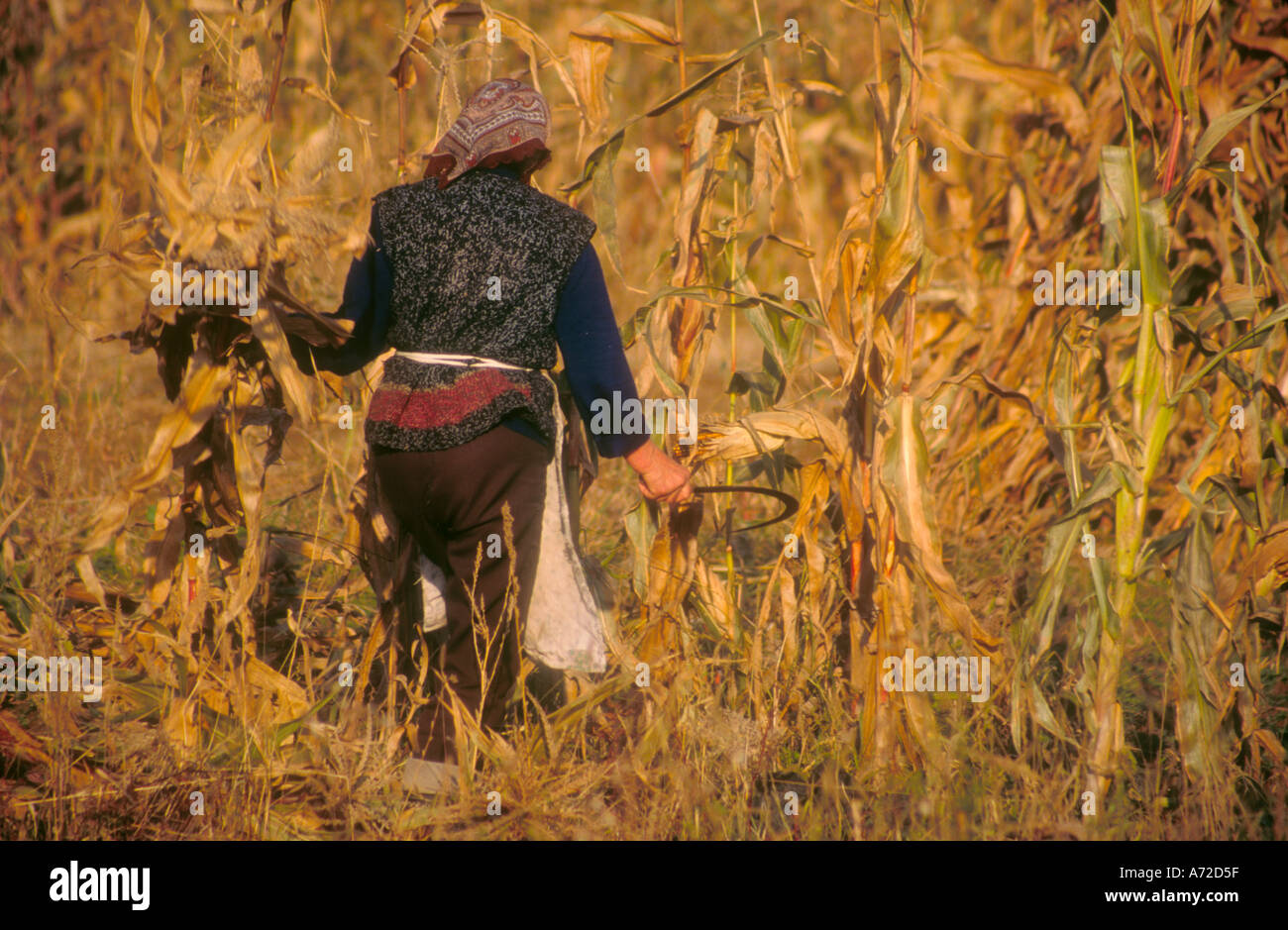 Old woman harvesting maize by hand in Romania Stock Photo - Alamy