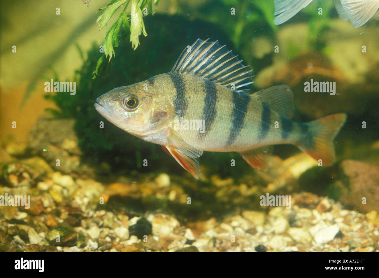 Perch scales hi-res stock photography and images - Alamy