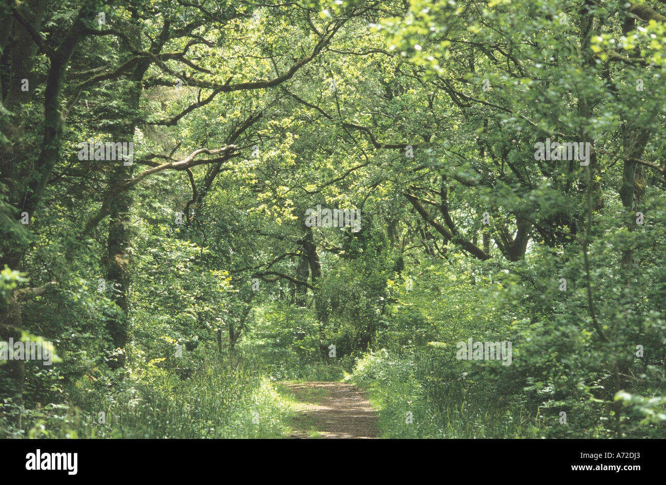 Footpath through the ancient oak woodland at Duncliffe woods, North ...