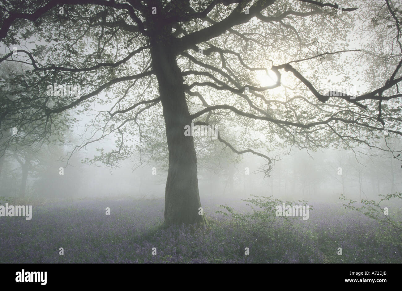 Coppiced tree winter woodland hi-res stock photography and images - Alamy