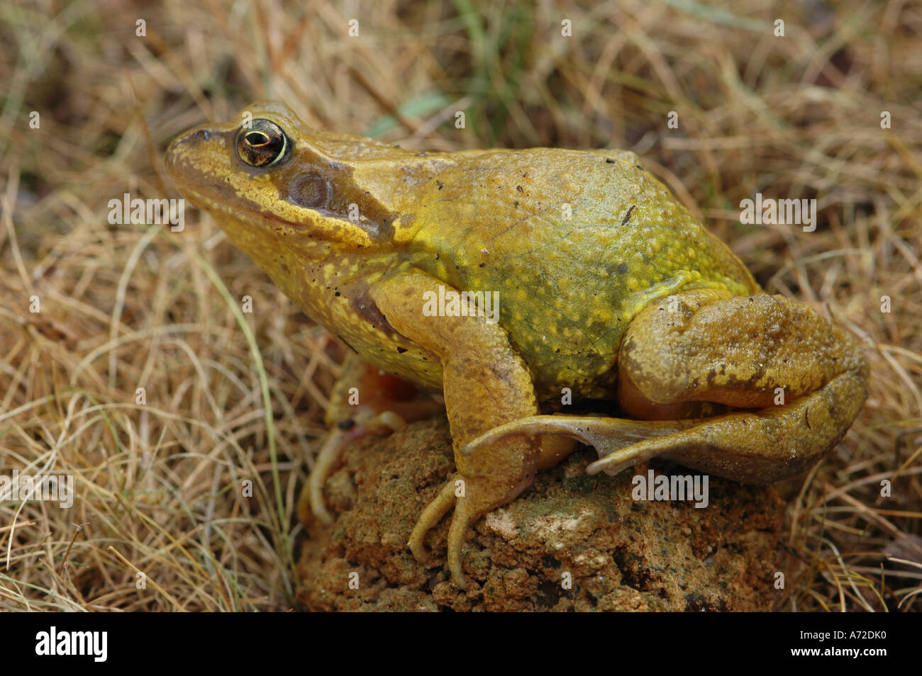 Frog webbed feet hi-res stock photography and images - Alamy