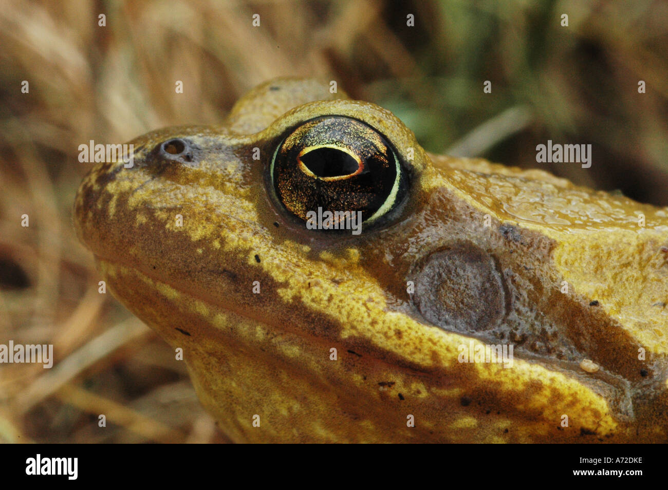 Eye and ear of Common Frog Stock Photo - Alamy