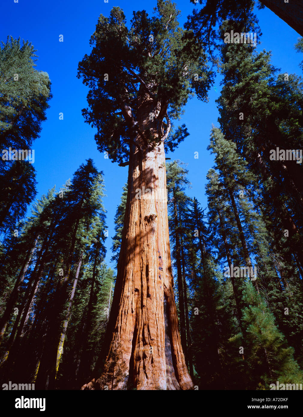 Giant sequoia trees Sequoia National Park Stock Photo - Alamy
