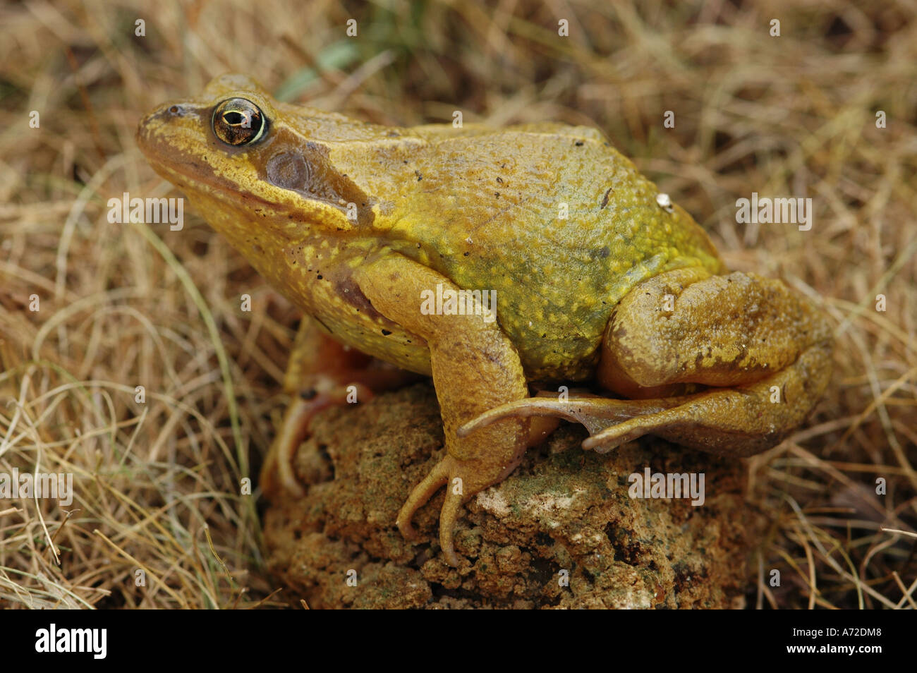 Frog webbed feet hi-res stock photography and images - Alamy