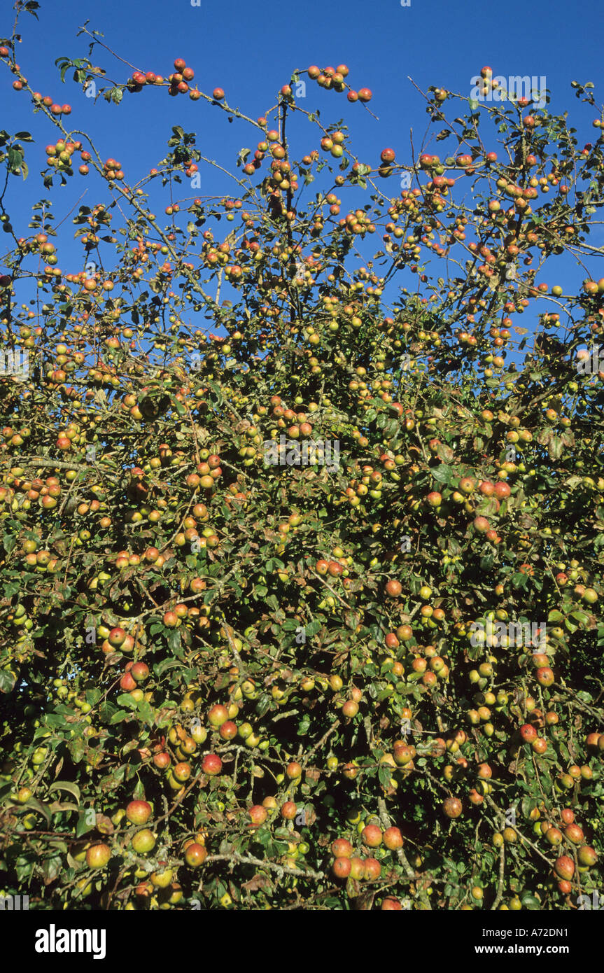 Fruiting apple tree, Dorset, UK Stock Photo - Alamy