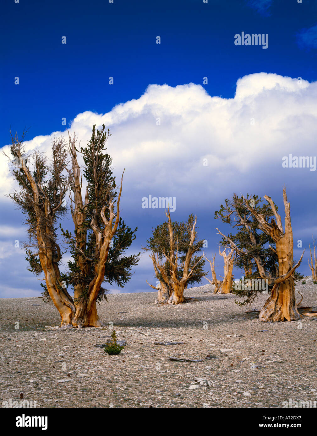 Grove of bristlecone pine trees world s longest lived species Inyo ...