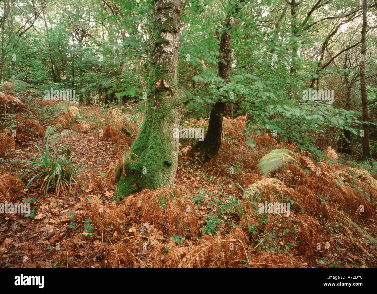 Duncliffe wood dorset hi-res stock photography and images - Alamy