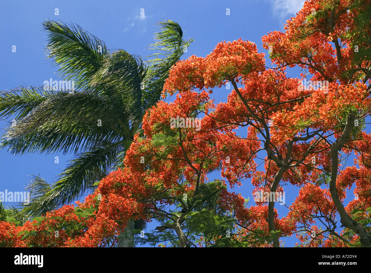 Royal poinciana in full bloom hi-res stock photography and images - Alamy