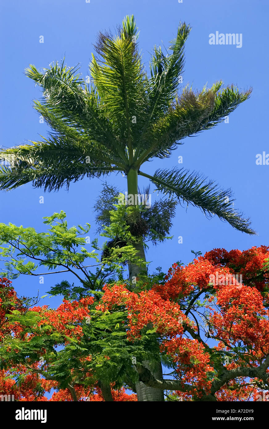 Royal poinciana tree in blossom Stock Photo - Alamy