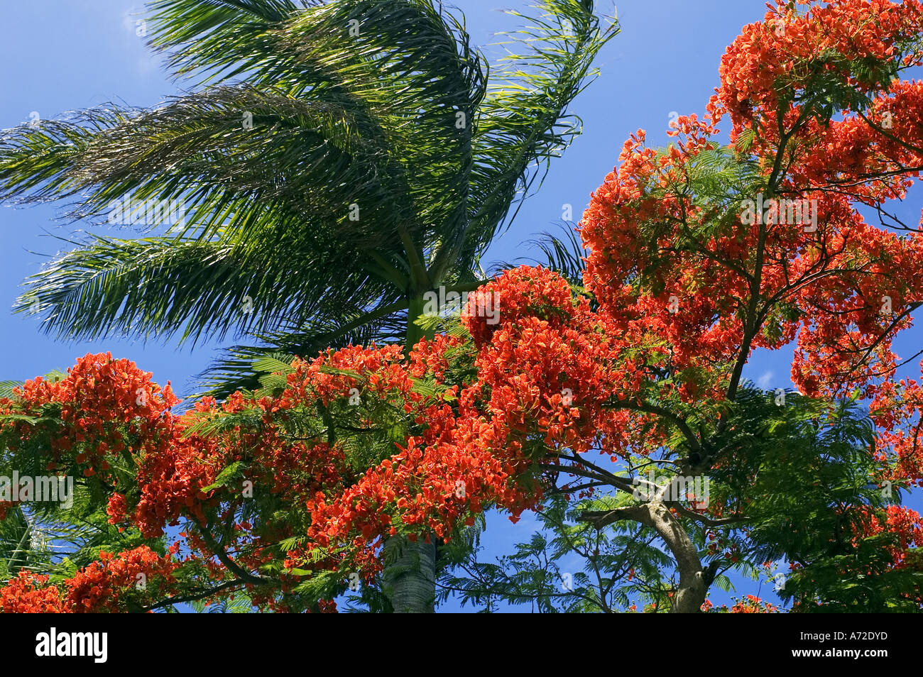 Mauritius flamboyant tree flame tree hi-res stock photography and ...