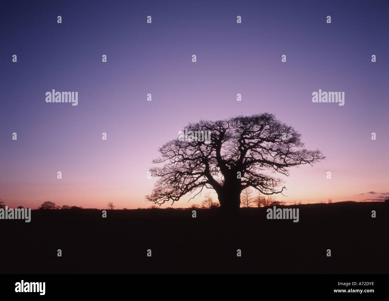 Silhouette of a magnificent oak tree in mid winter at dusk, Lydlinch ...