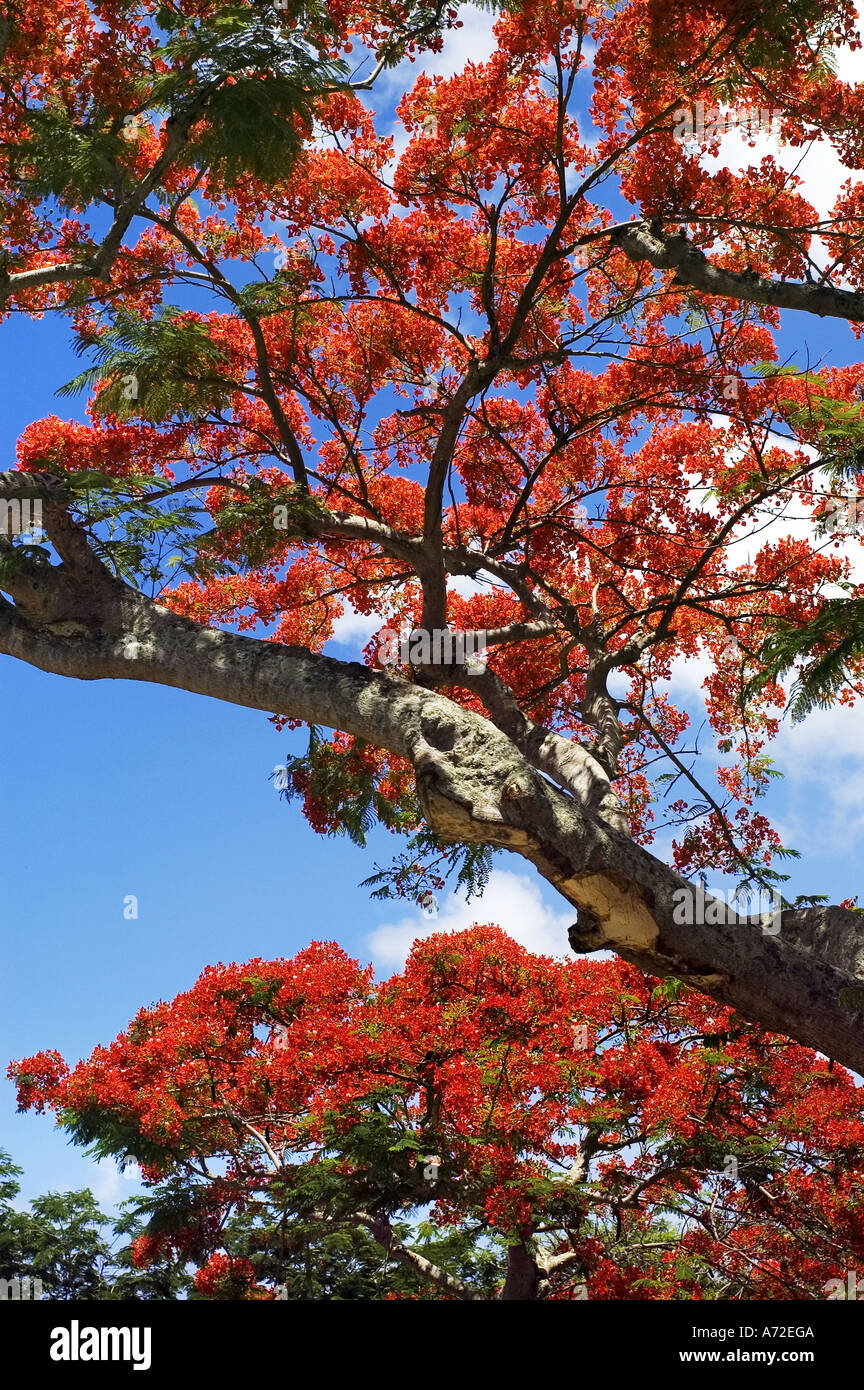 Royal poinciana tree in blossom Stock Photo - Alamy