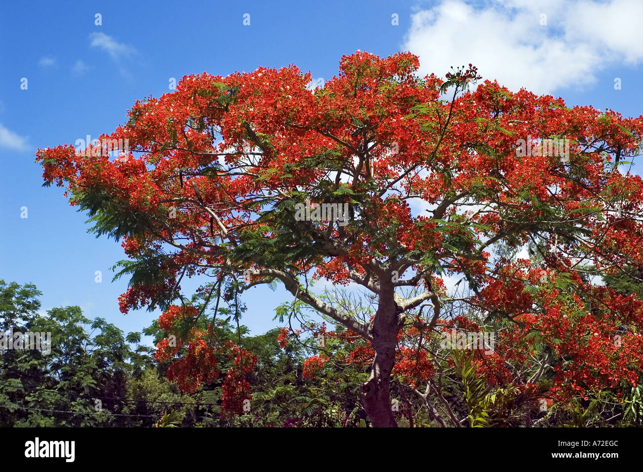 Royal poinciana tree in blossom Stock Photo - Alamy