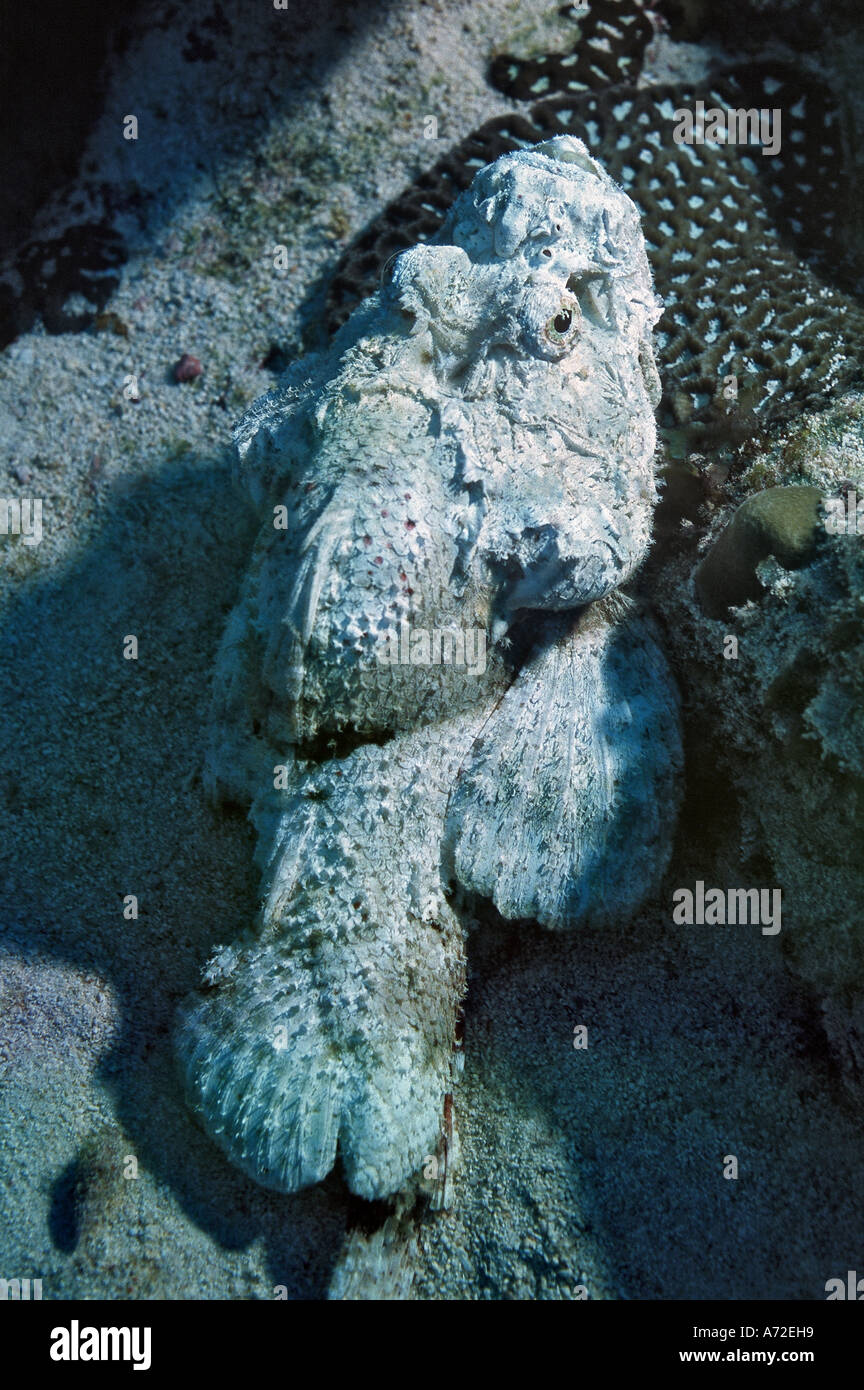 White devil hi-res stock photography and images - Alamy