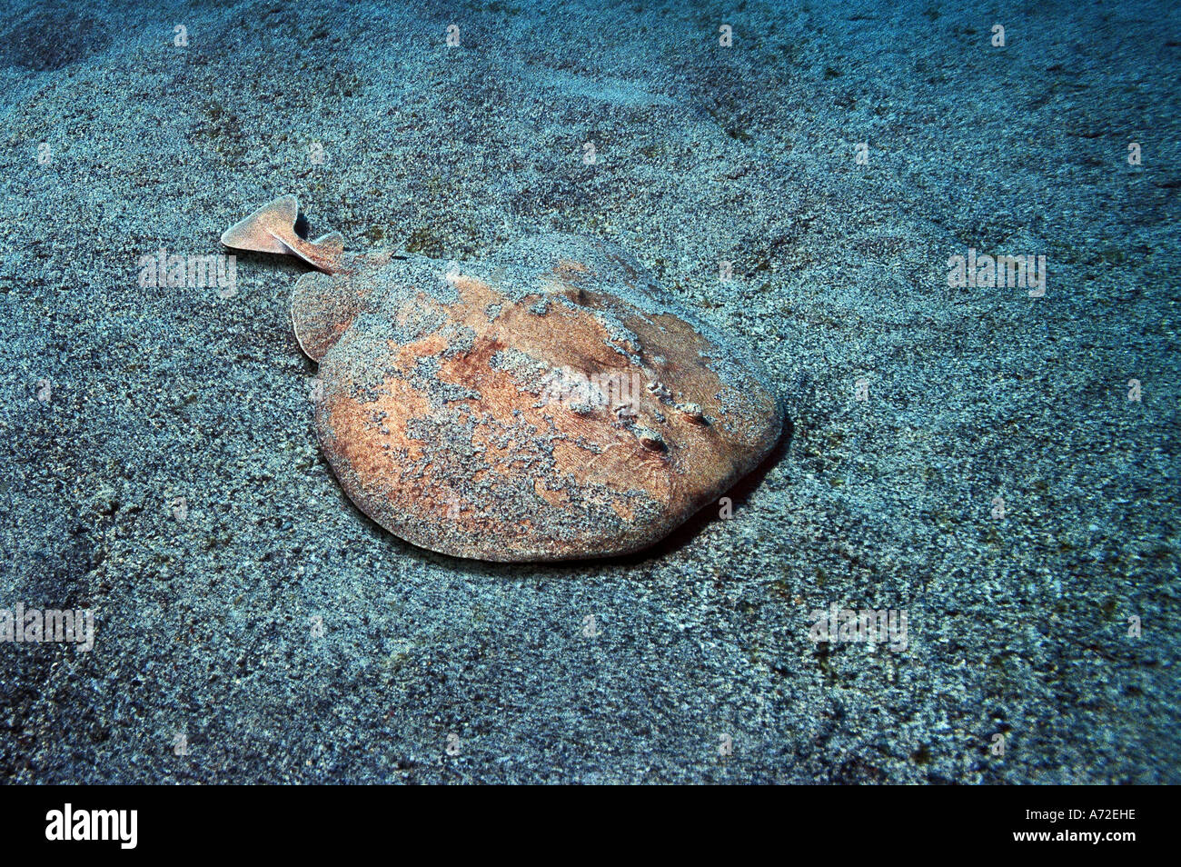 Electric Torpedo Ray