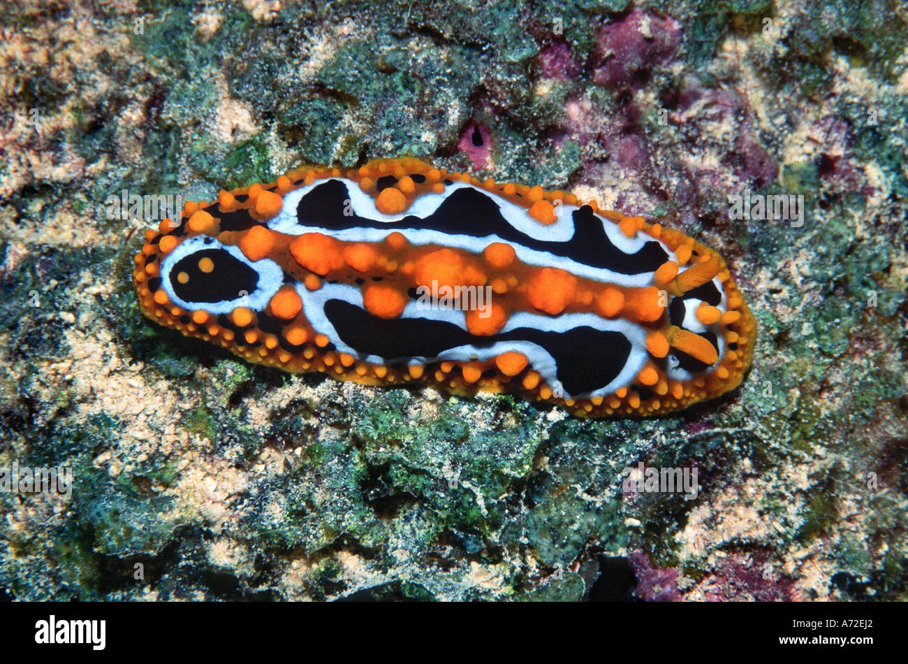 Striped nudibranch hi-res stock photography and images - Alamy