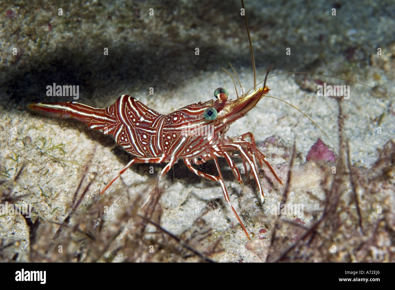 Shrimp species hi-res stock photography and images - Alamy