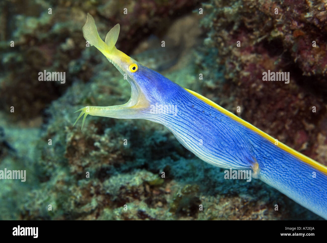 Blue ribbon snake hi-res stock photography and images - Alamy