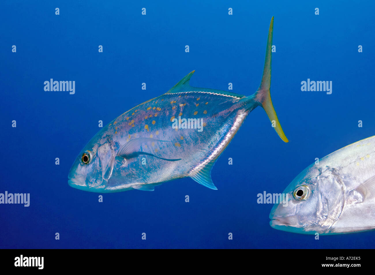 Yellowspotted jack hi-res stock photography and images - Alamy