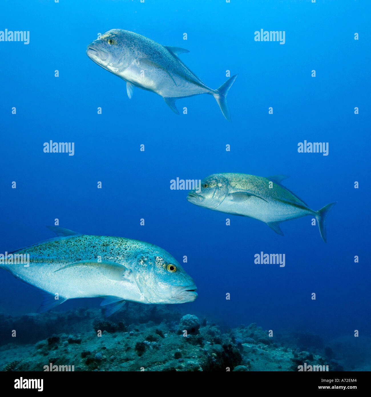Bluefin jack hi-res stock photography and images - Alamy