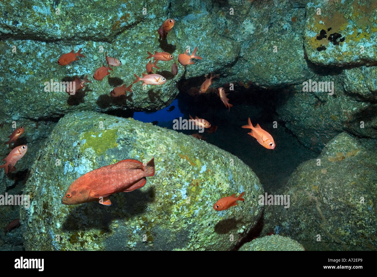 Cave species hi-res stock photography and images - Alamy