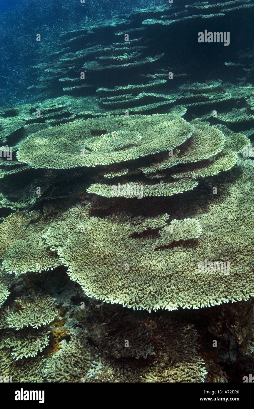 field of table corals Stock Photo - Alamy