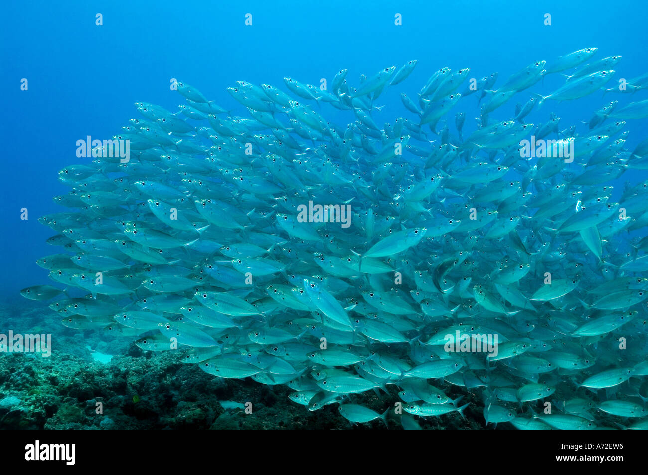 School silvery fish swimming together hi-res stock photography and ...