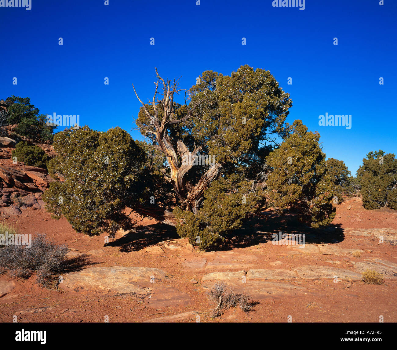 Gnarled cedar tree Stock Photo - Alamy