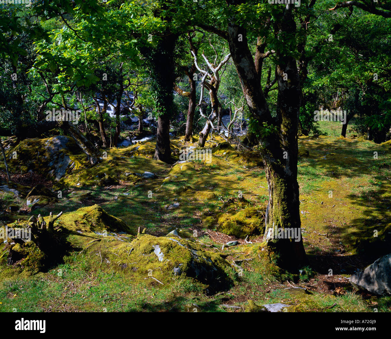Killarney national park moss hi-res stock photography and images - Alamy