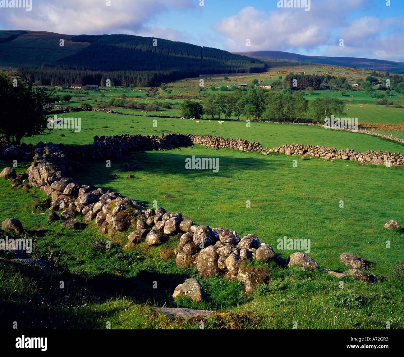 Irish landscape with stone walls and sheep pastures Stock Photo - Alamy