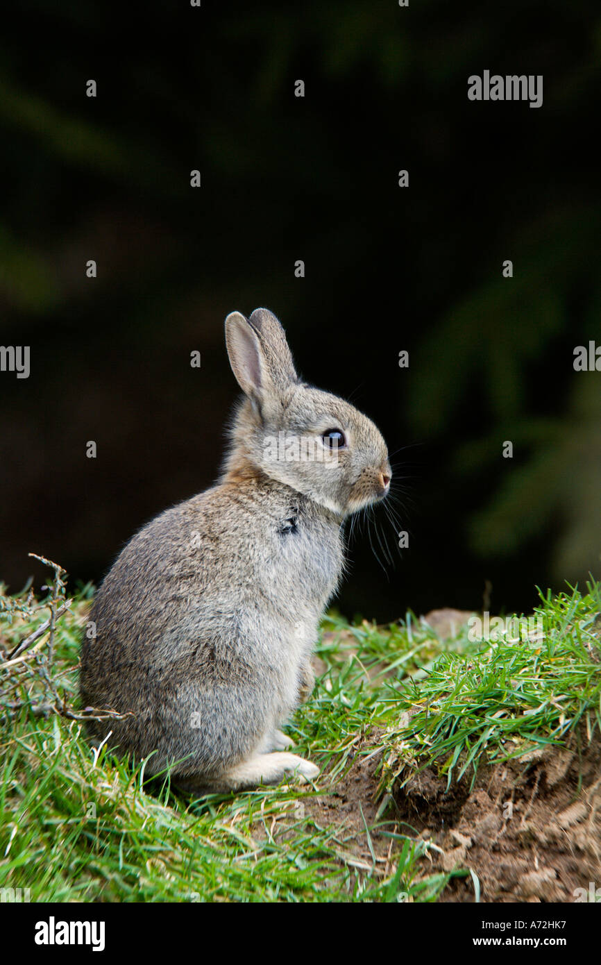 Young Rabbit Oryctolagus cuniculus sitting upright looking alert with ...