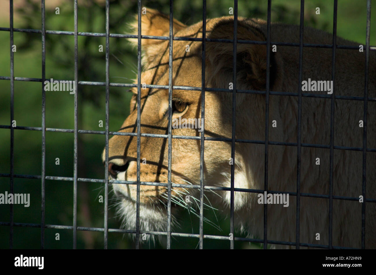 Caged lioness hi-res stock photography and images - Alamy
