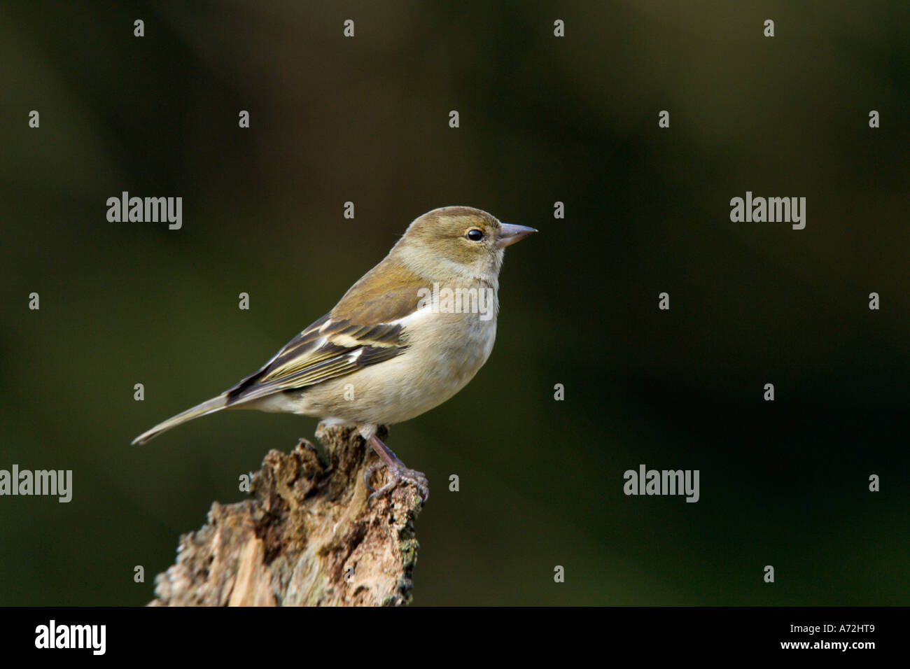 Femail bird hi-res stock photography and images - Alamy