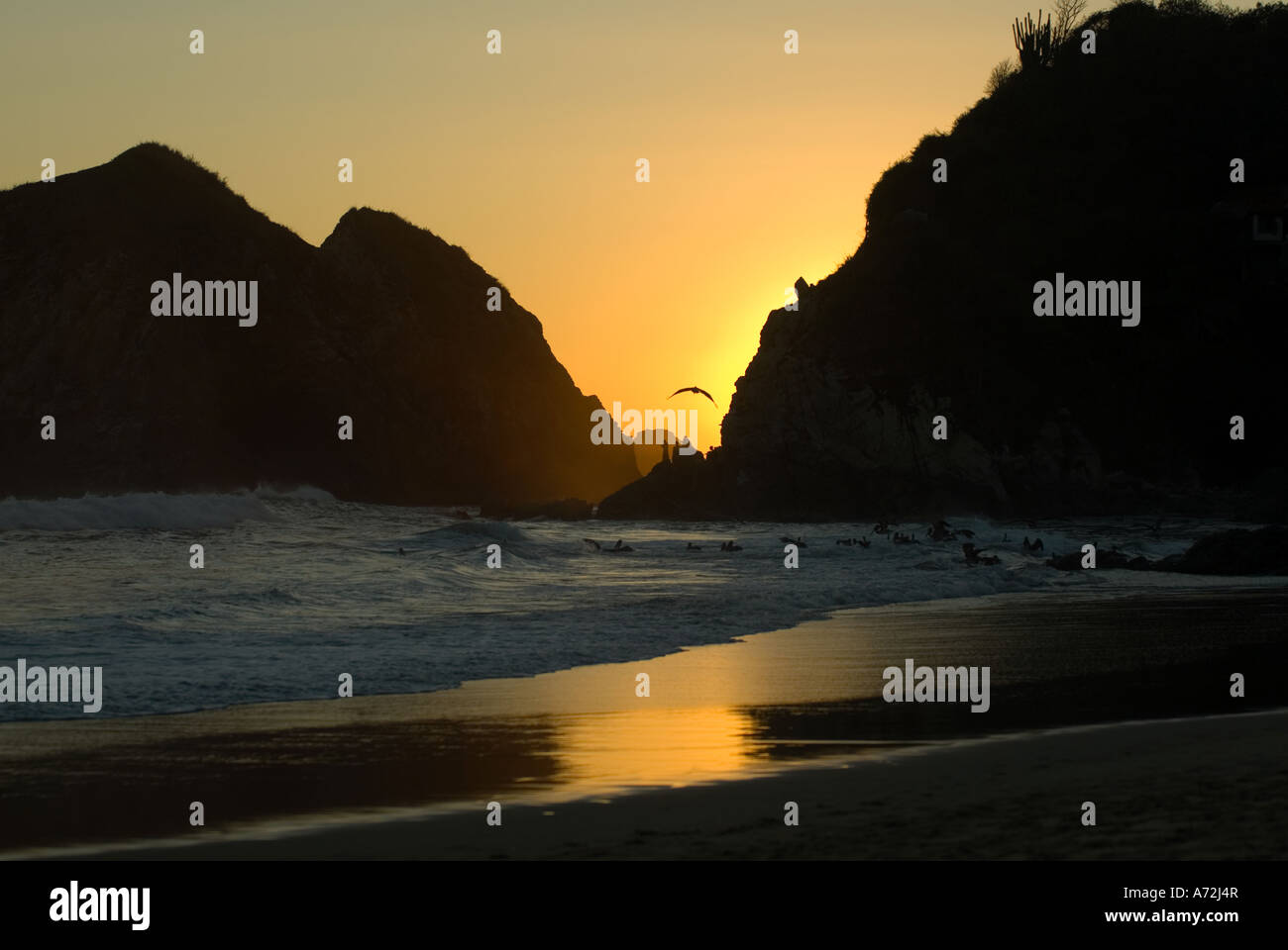 Zipolite - sunset with godwits - Oaxaca - Mexico Stock Photo - Alamy