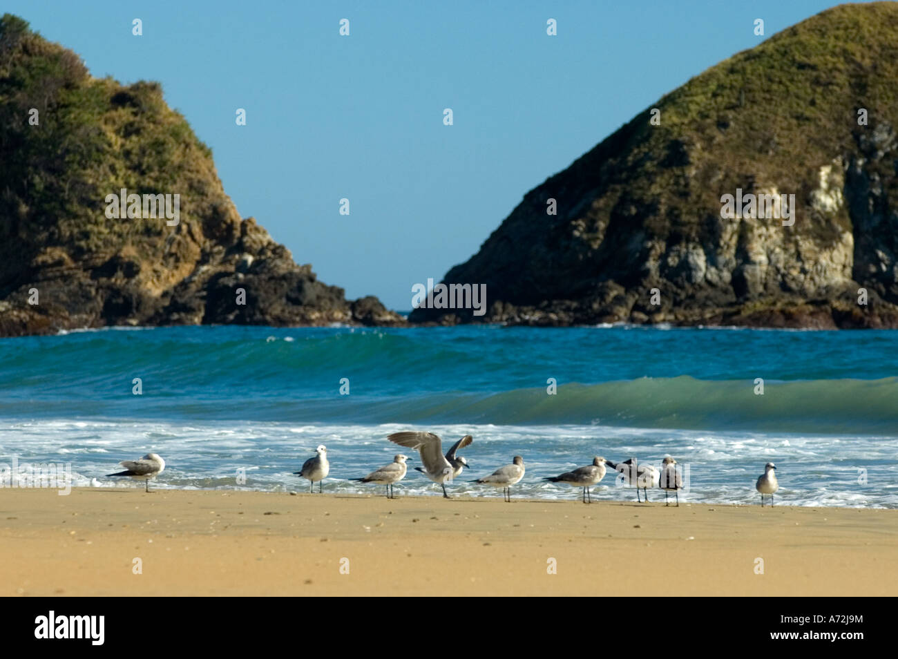 Zipolite - birds on the beach in the background a wave - Mexico Stock ...