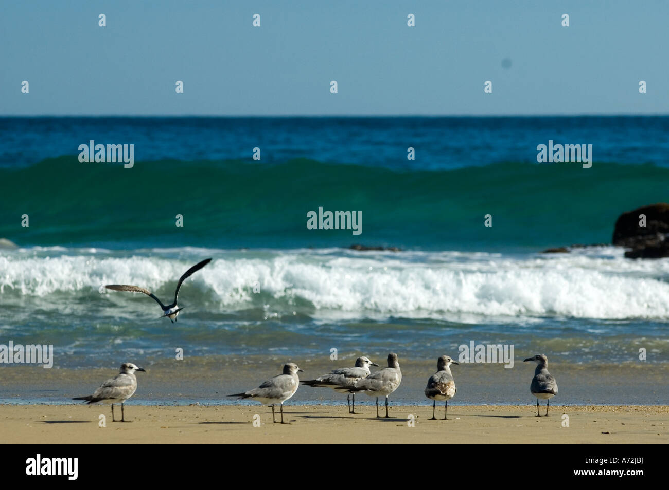 Zipolite - birds on the beach in the background a wave - Mexico Stock ...