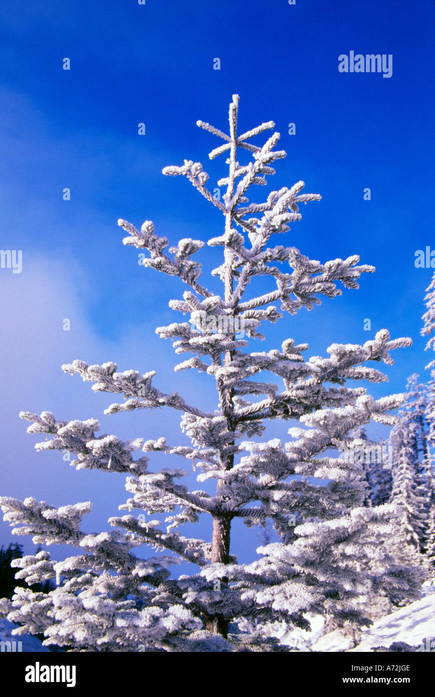 Snow and frost on evergreen Stock Photo - Alamy