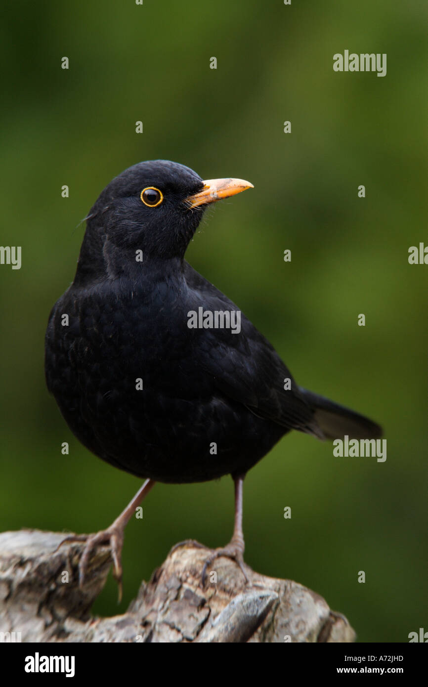 Perched merula hi-res stock photography and images - Alamy
