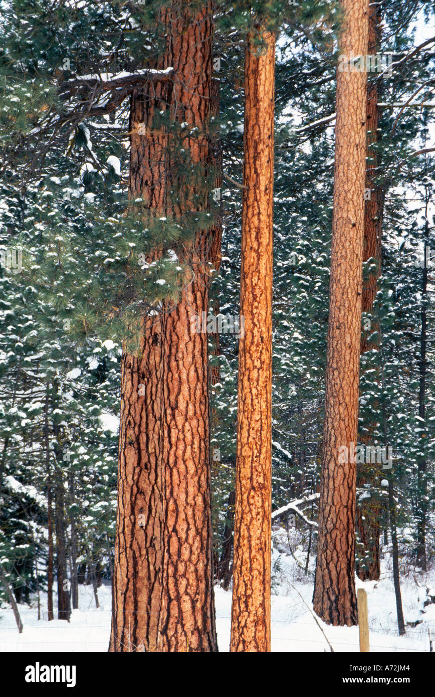Snow on ponderosa pine trees Stock Photo - Alamy