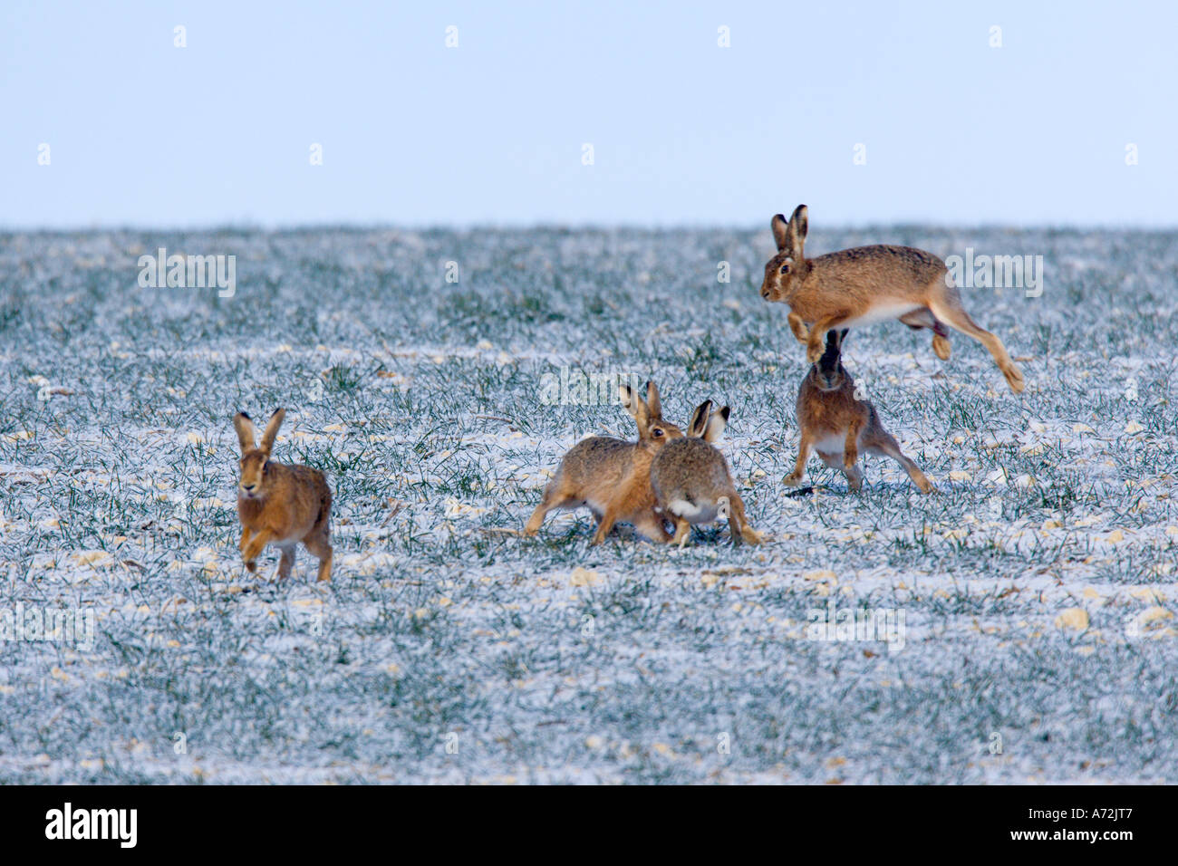 Running hares hi-res stock photography and images - Alamy