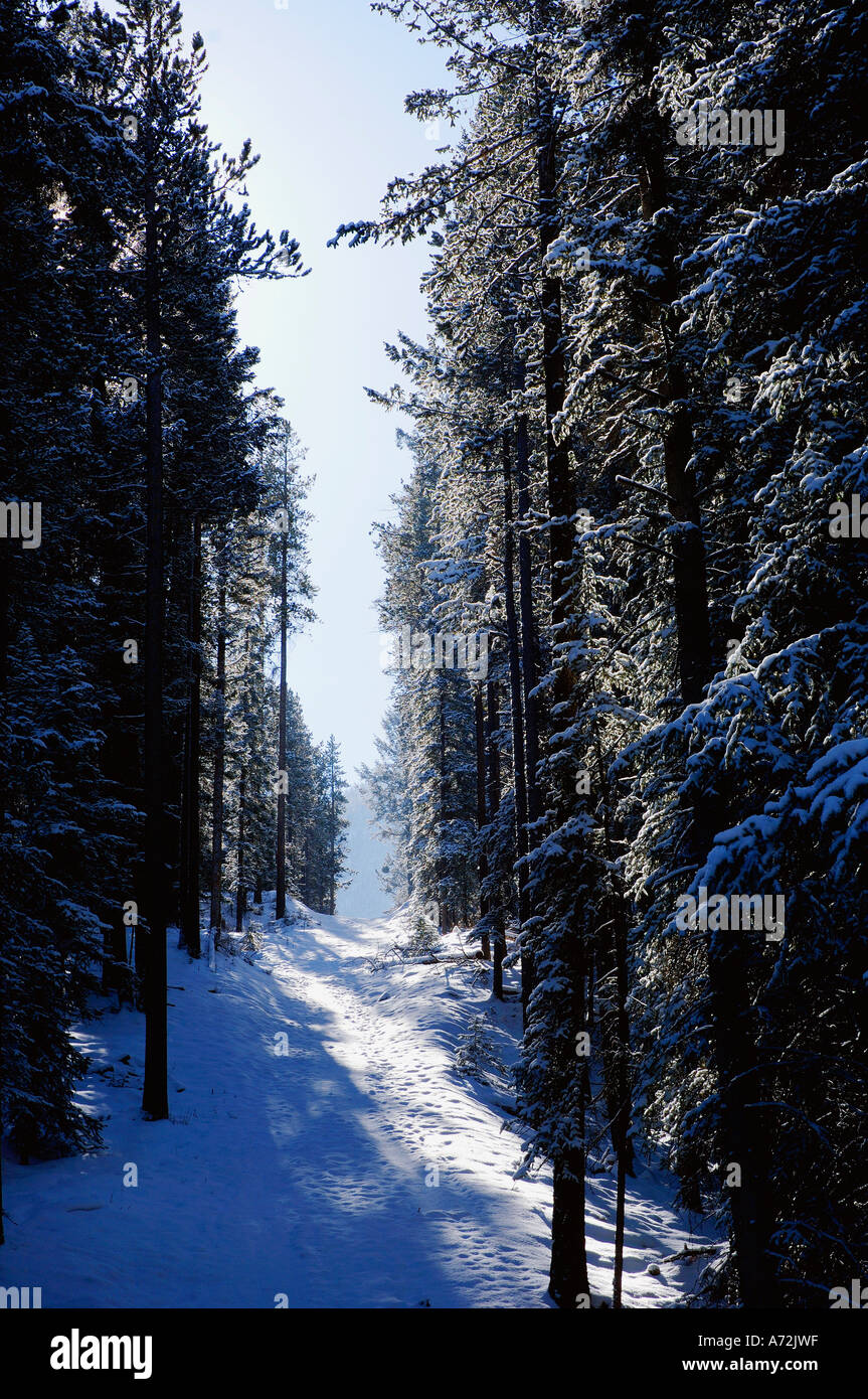 Snow covered pathway Stock Photo - Alamy