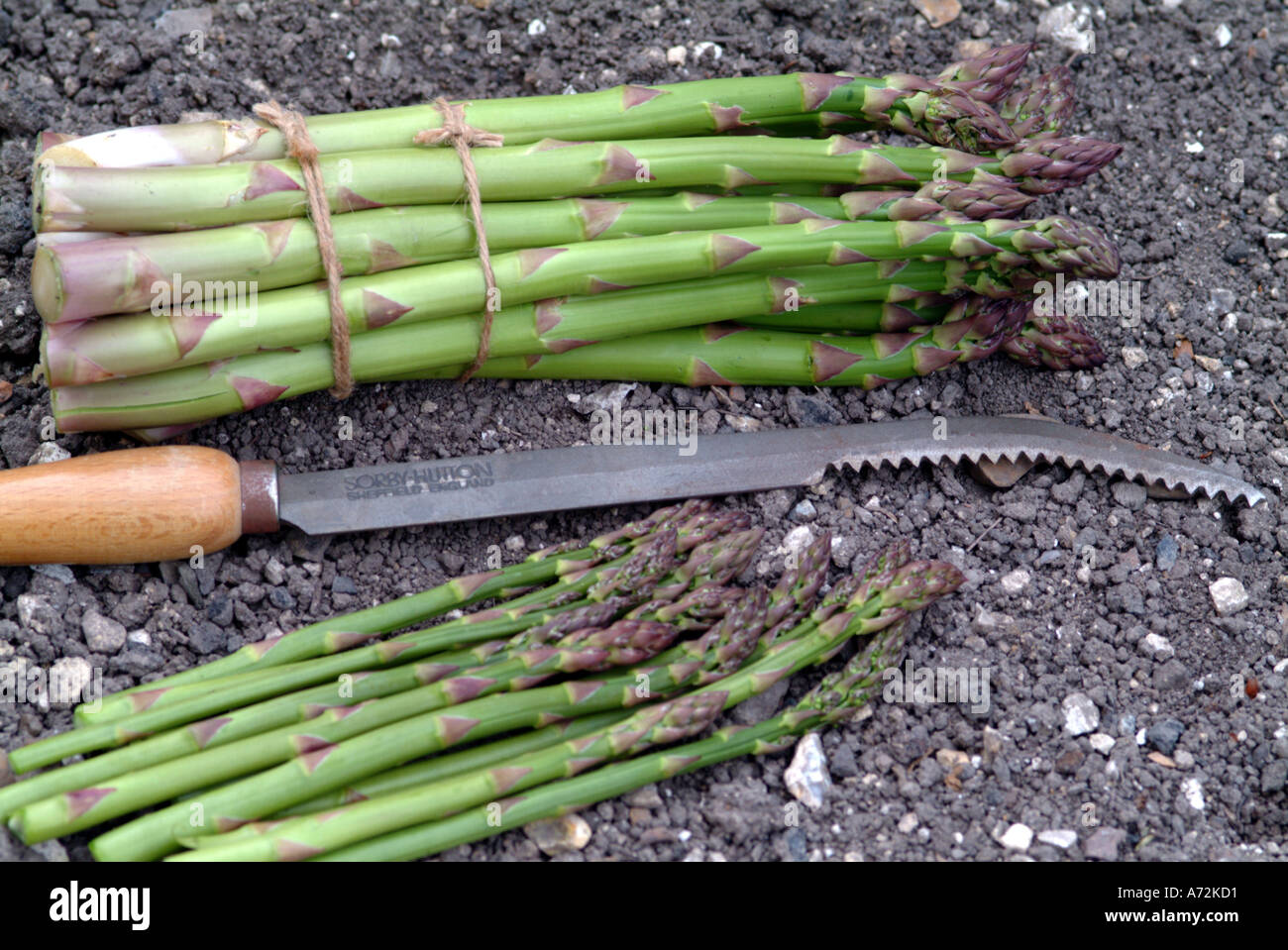 Fresh cut English Asparagus with cutting tool Spring April May Stock ...