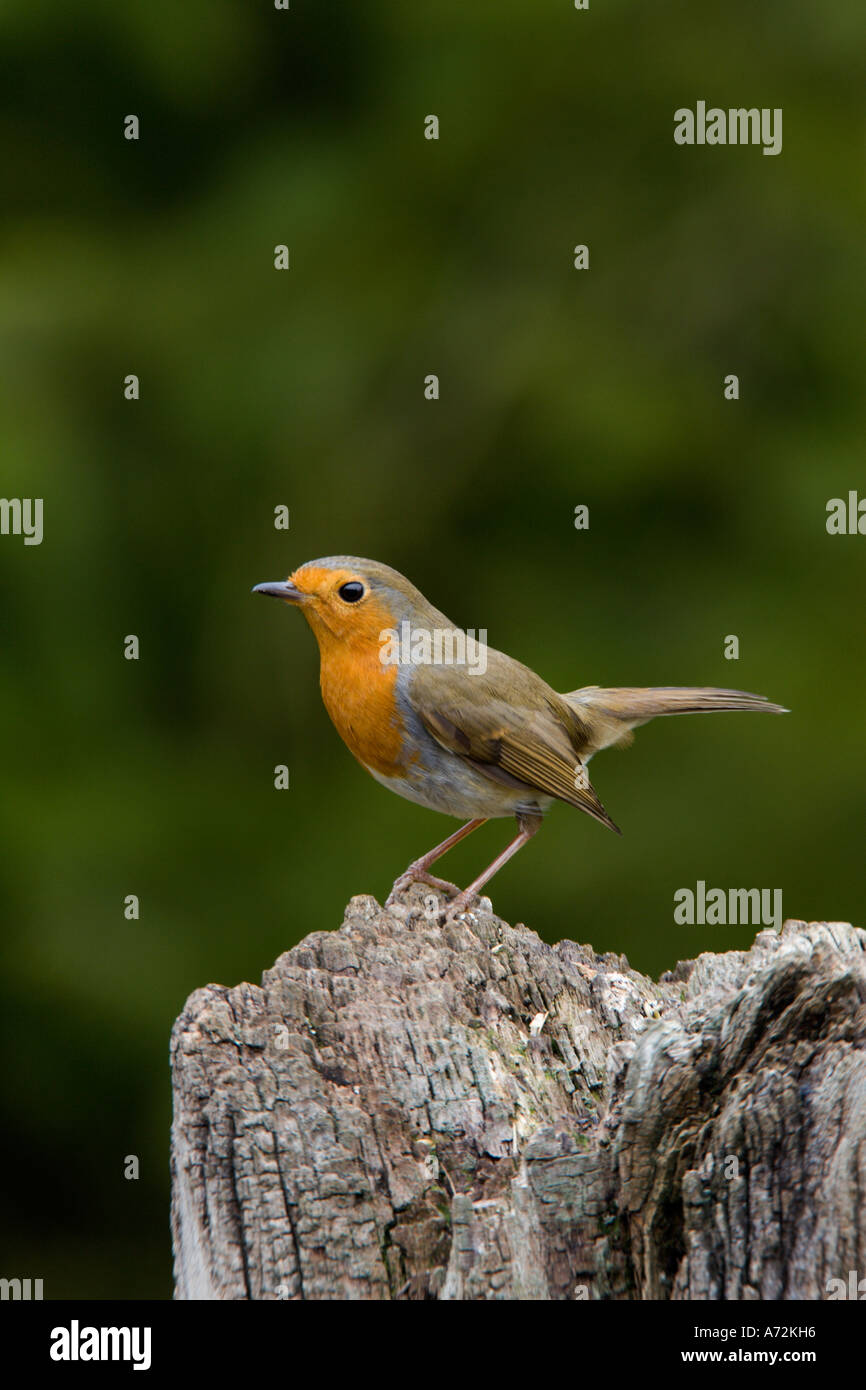 Robin Erithacus rubecula sat on log looking alert with nice out of ...