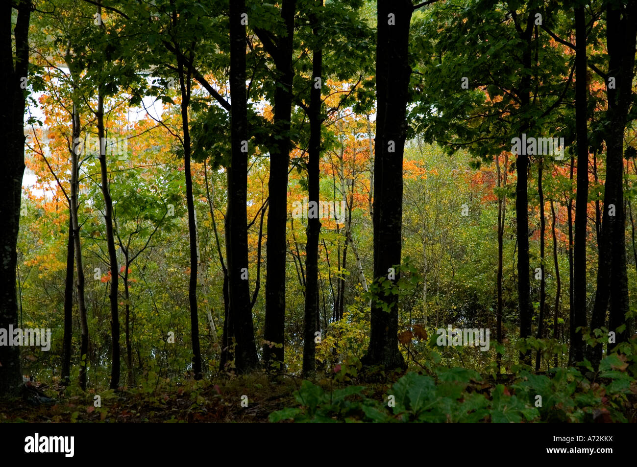 Autumn Color Acadia Nat Park ME Stock Photo - Alamy
