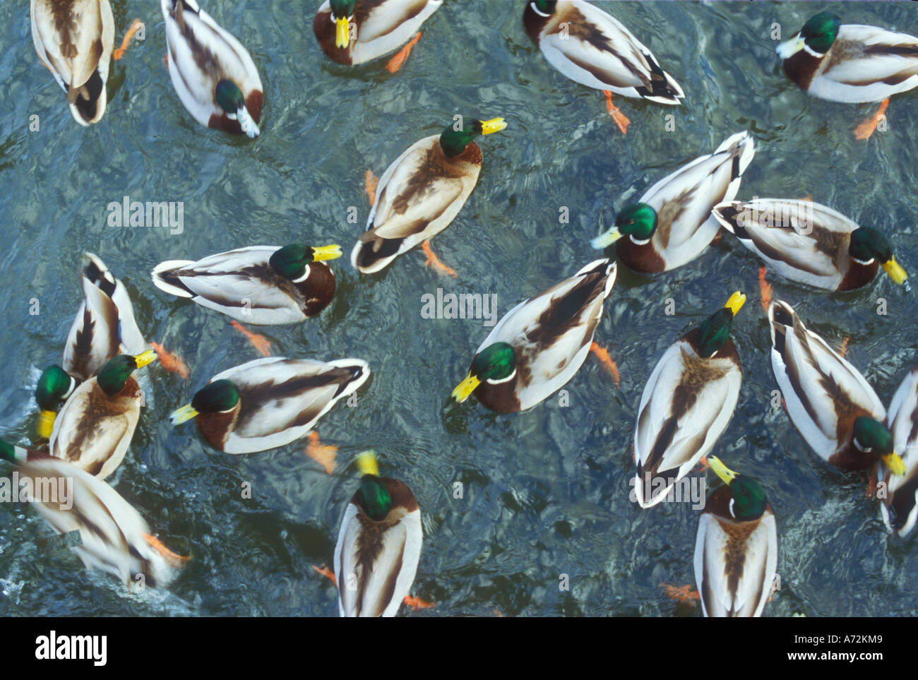 A pattern of Mallard Drakes from above Stock Photo - Alamy
