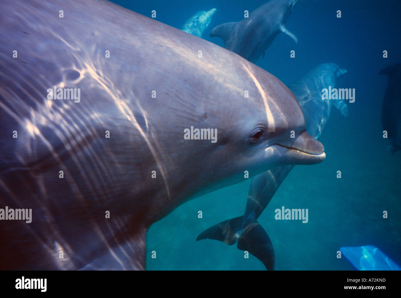 Underwater view of bottlenose dolphins swimming Caribbean Sea Stock ...