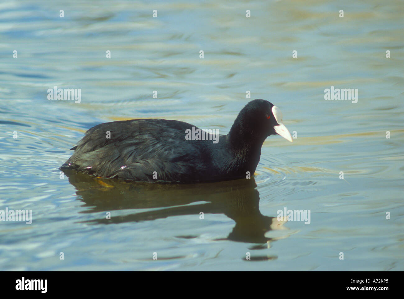 Coot in typical pose on water Stock Photo - Alamy