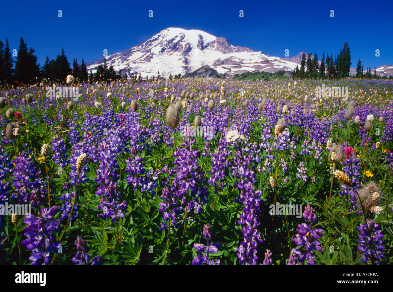 Purple flowers blooming beneath Mount Rainier, Paradise Park Valley ...