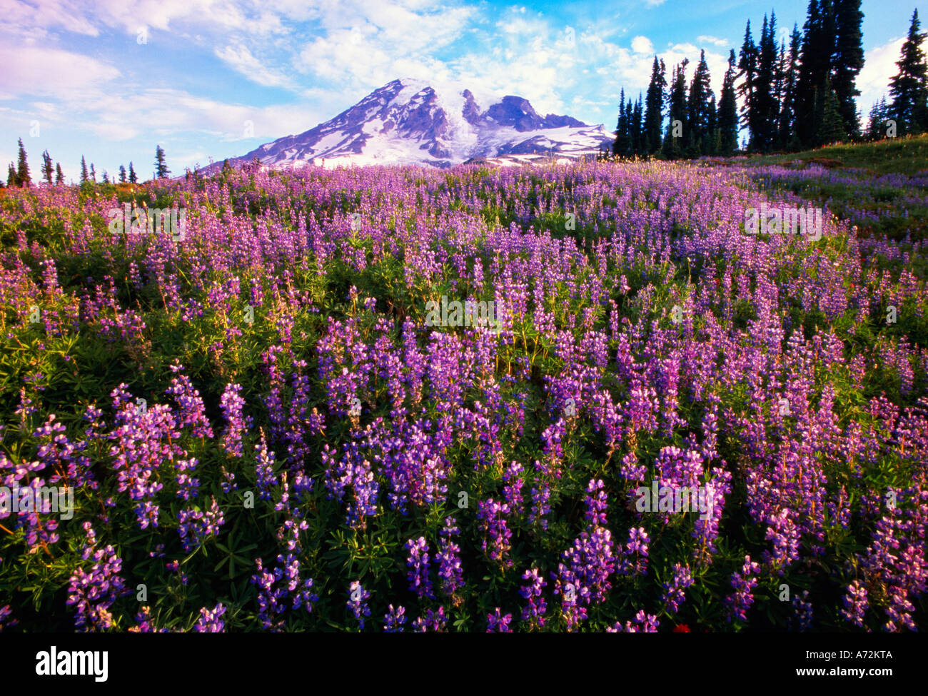 Meadow of purple flowers blooming, Paradise Park Valley, Mount Rainier ...